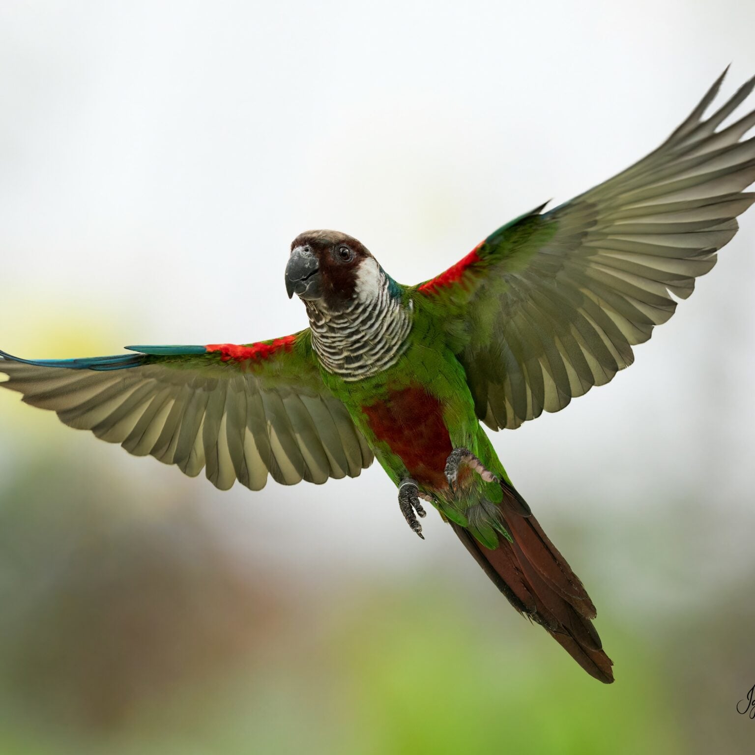 Fotokooi voor het fotograferen van vogels | Klus Awards
